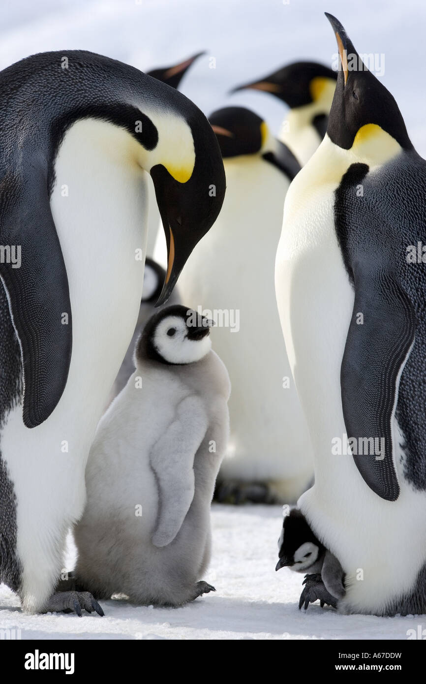 Emperor penguins cub hi-res stock photography and images - Alamy