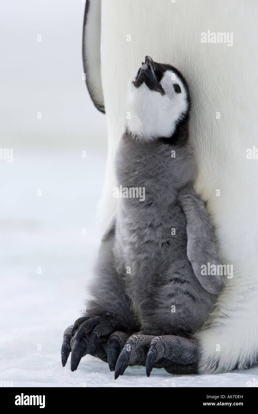 Emperor penguin cubs hi-res stock photography and images - Alamy