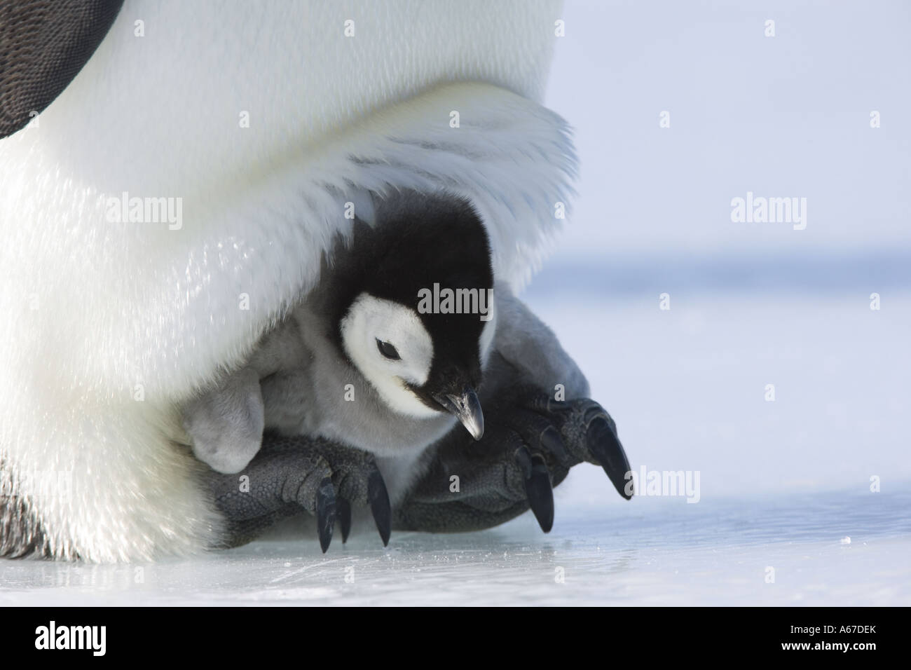 emperor penguin - cub / Aptenodytes forsteri Stock Photo - Alamy