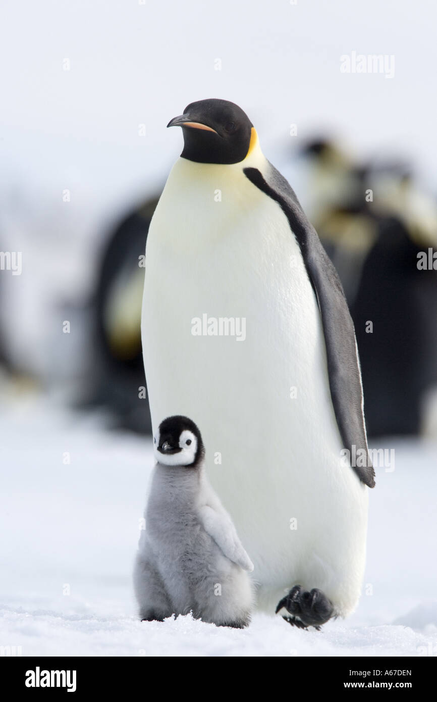 emperor penguin with cub / Aptenodytes forsteri Stock Photo - Alamy