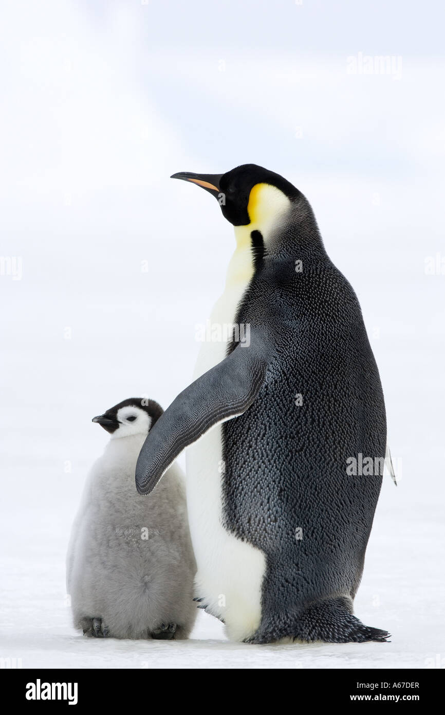 emperor penguin with cub / Aptenodytes forsteri Stock Photo - Alamy
