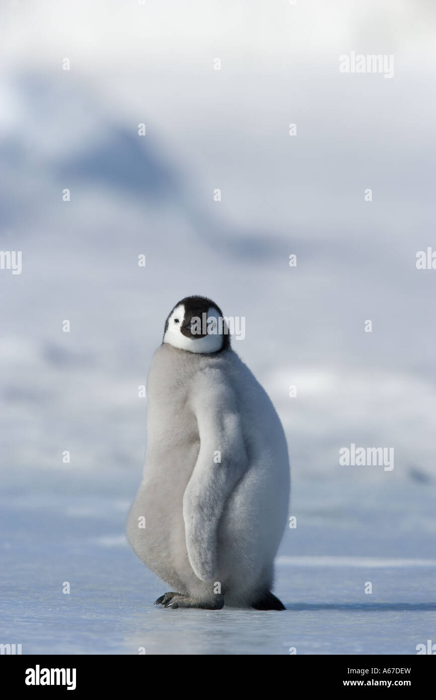 Emperor penguin cubs hi-res stock photography and images - Alamy