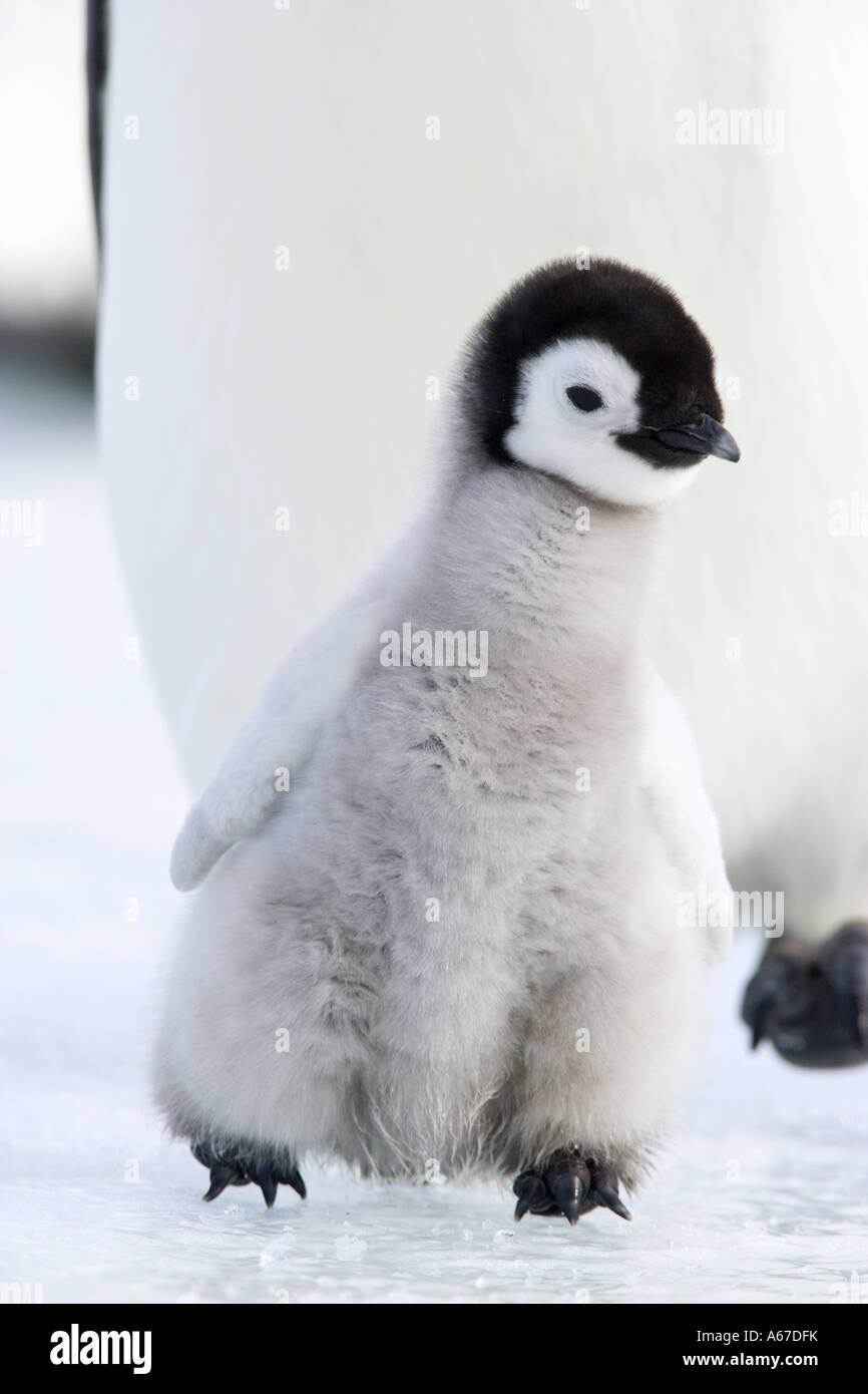 Penguin with cub hi-res stock photography and images - Alamy