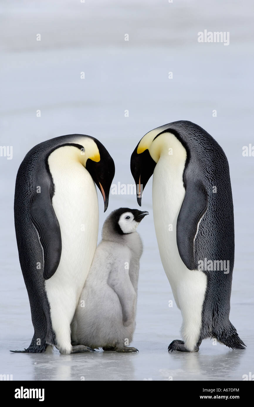 Two emperor penguins cub aptenodytes hi-res stock photography and ...