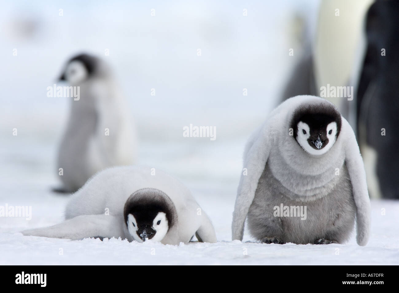 Emperor penguin cubs hi-res stock photography and images - Alamy