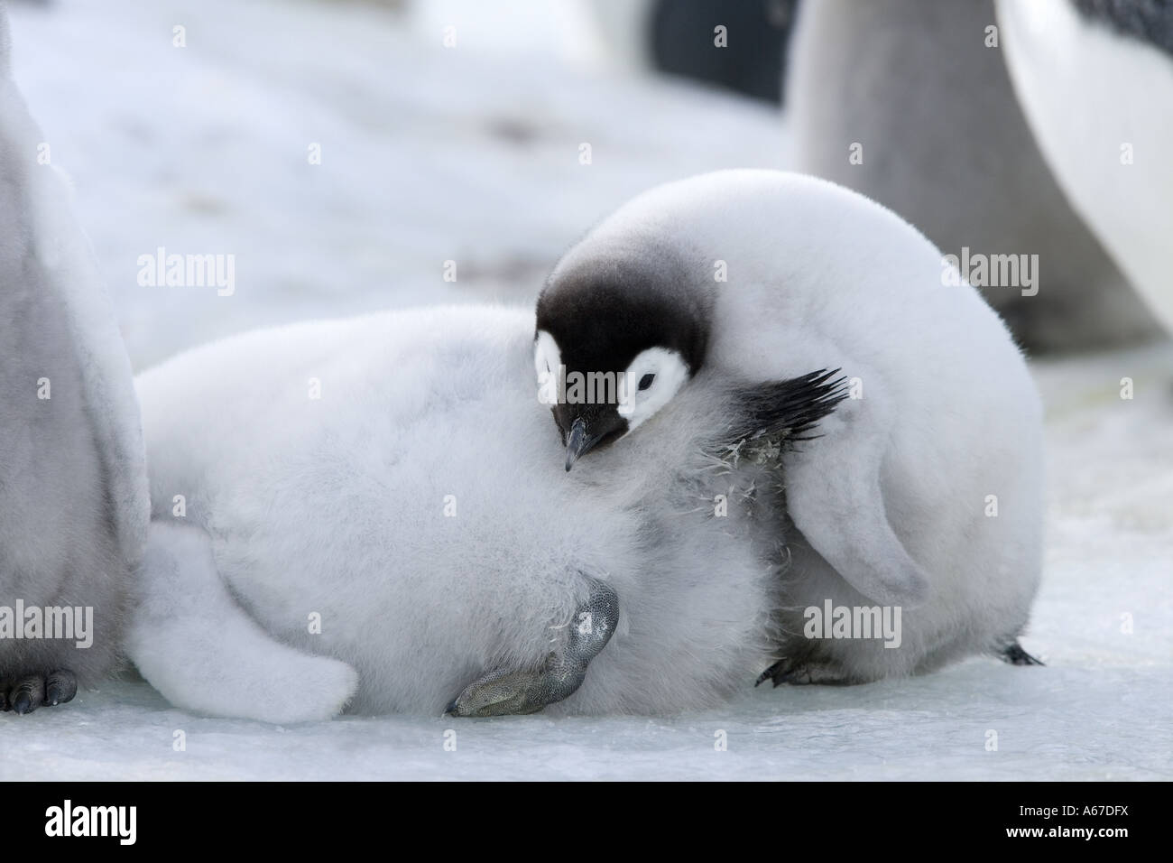emperor penguin - cub / Aptenodytes forsteri Stock Photo - Alamy