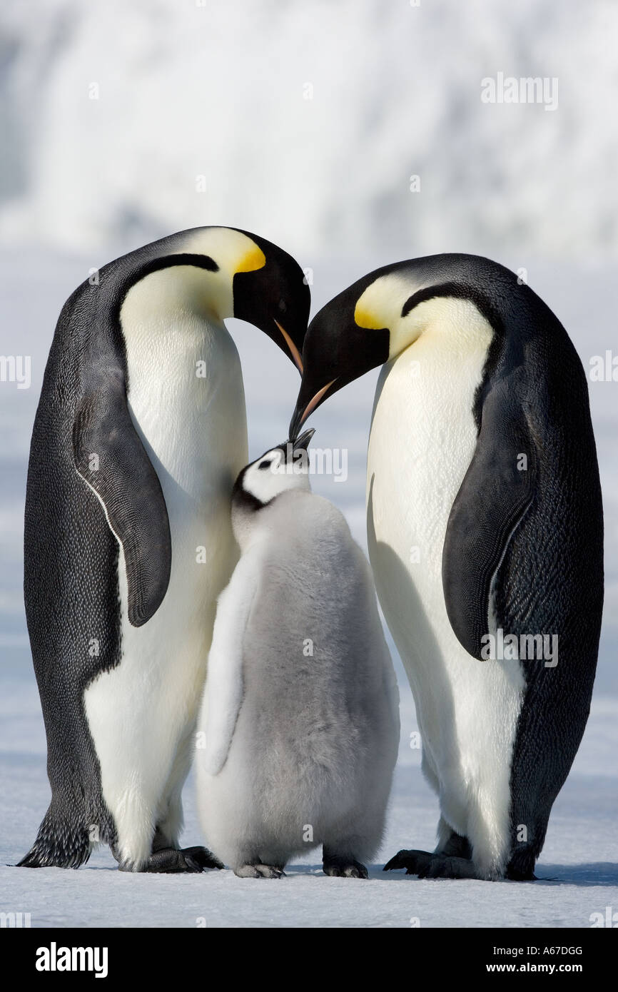 Emperor penguins cub hi-res stock photography and images - Alamy