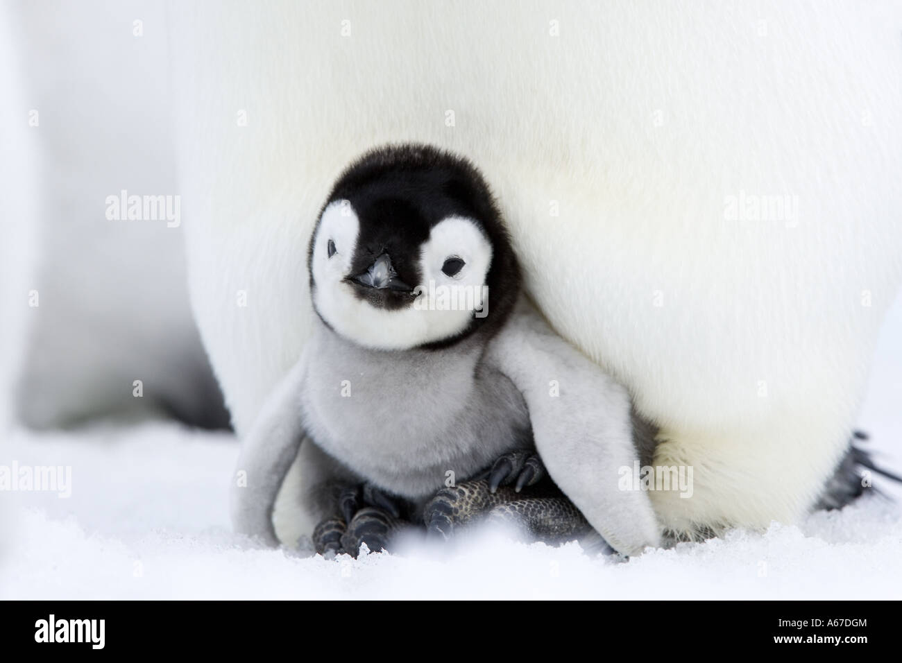 Emperor penguin cub aptenodytes forsteri hi-res stock photography and ...
