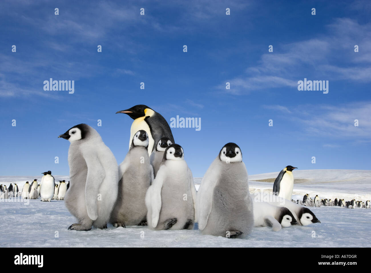 emperor penguin with cubs / Aptenodytes forsteri Stock Photo - Alamy