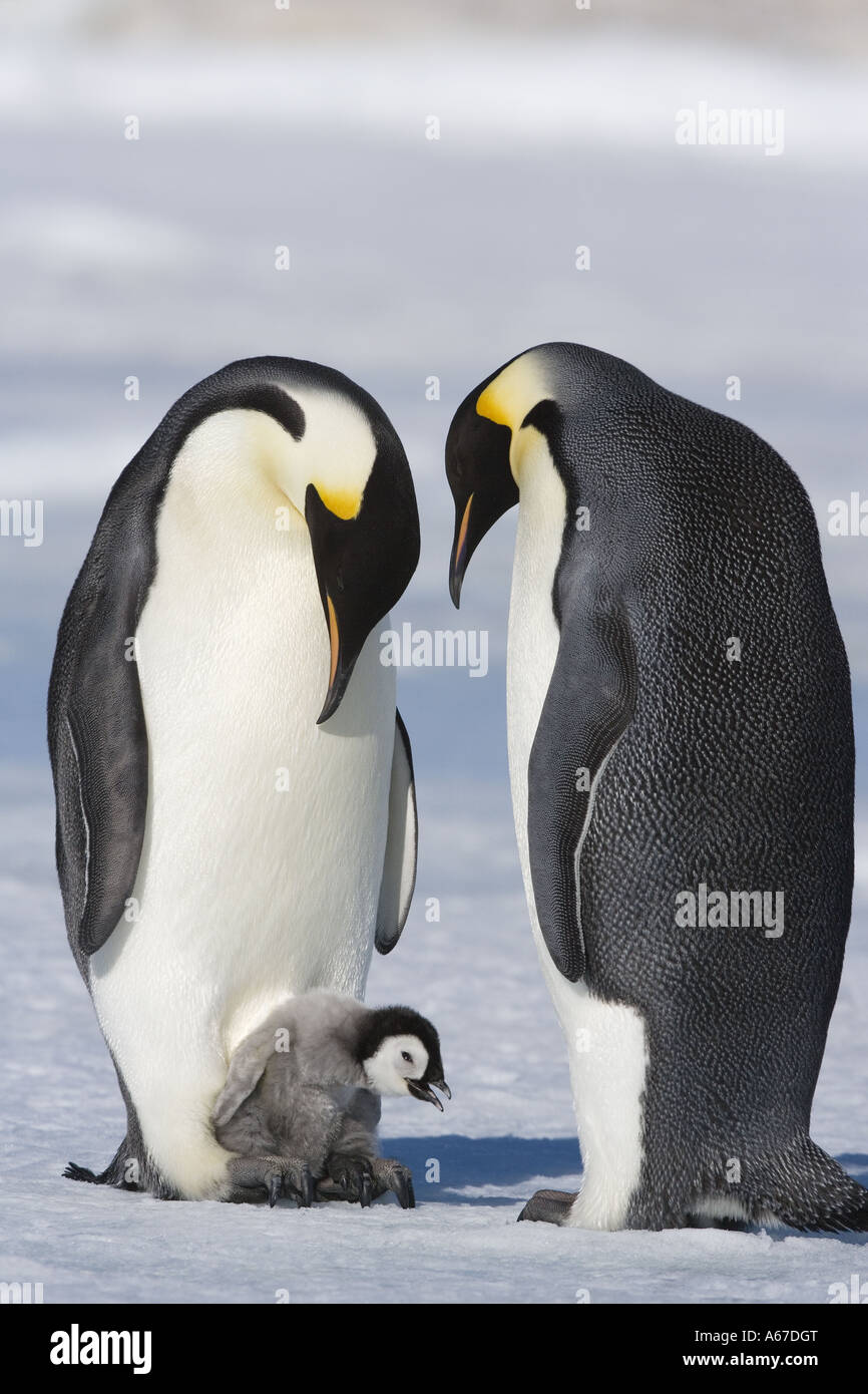 Emperor penguin cub aptenodytes forsteri hi-res stock photography and ...