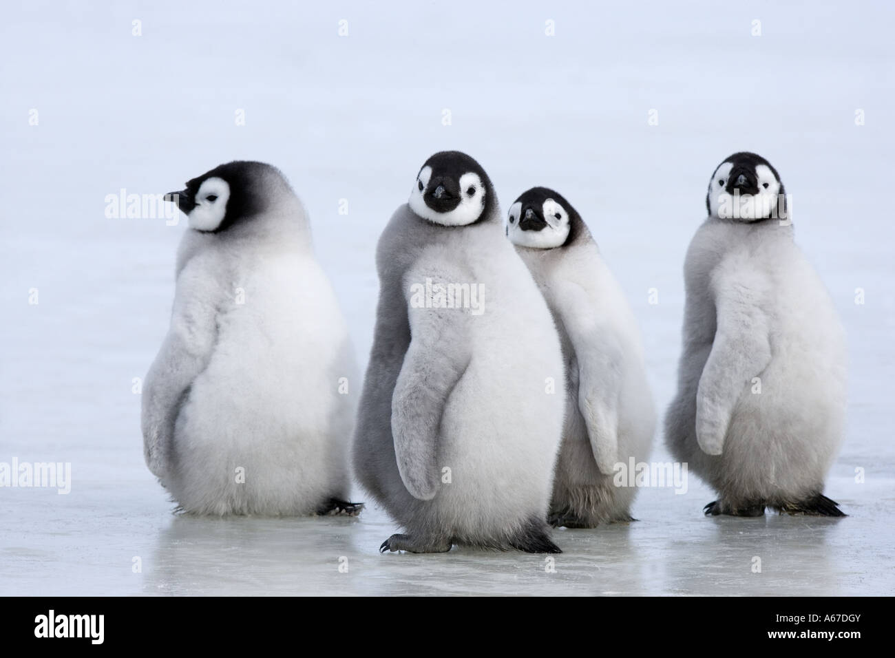 emperor penguin - cubs / Aptenodytes forsteri Stock Photo - Alamy