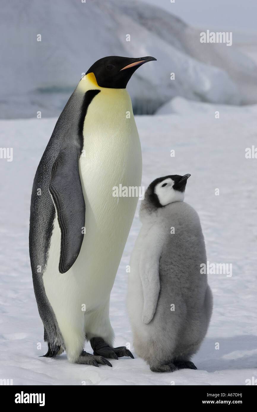 emperor penguin with cub / Aptenodytes forsteri Stock Photo - Alamy