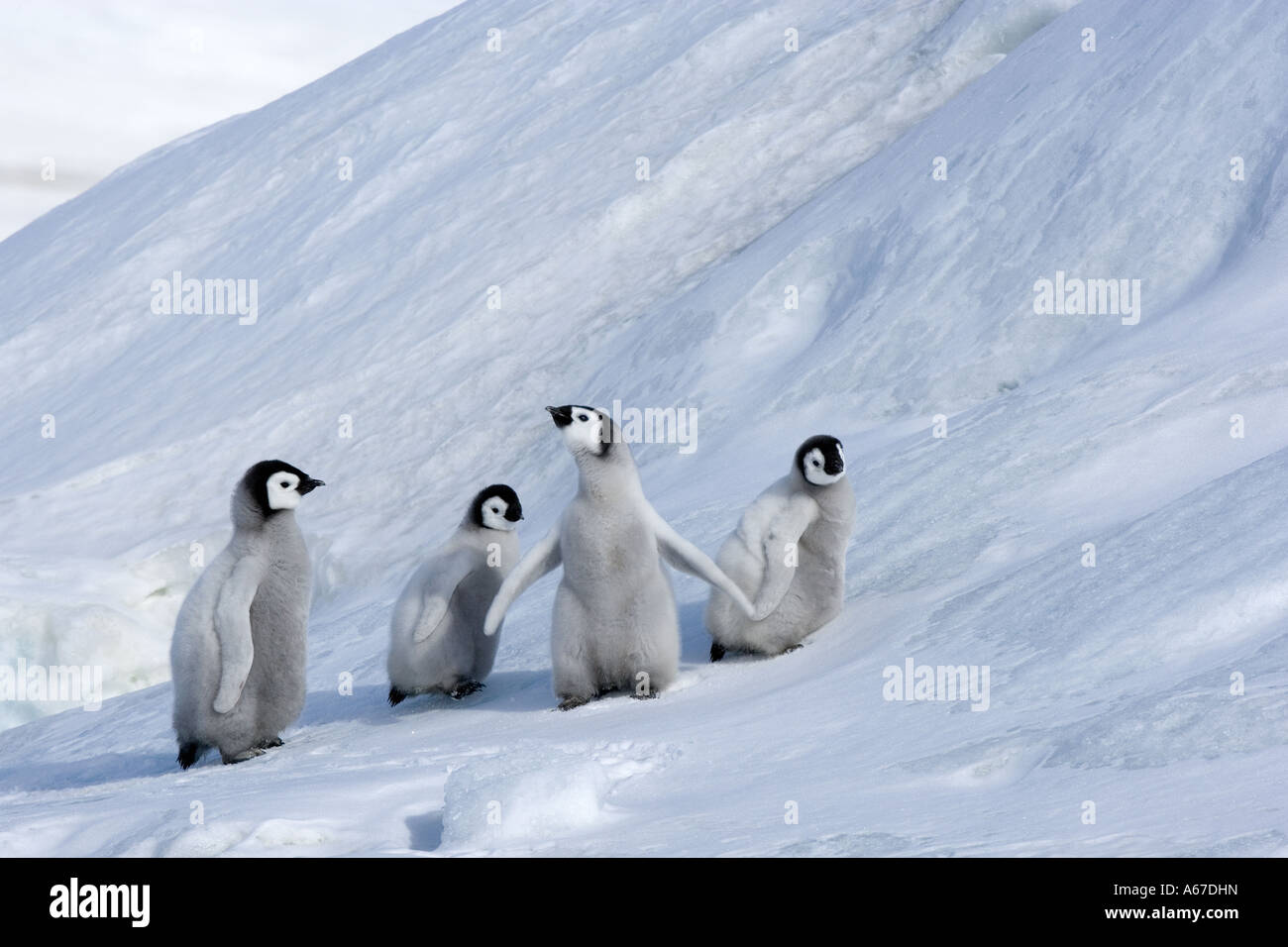 Emperor penguin cubs hi-res stock photography and images - Alamy
