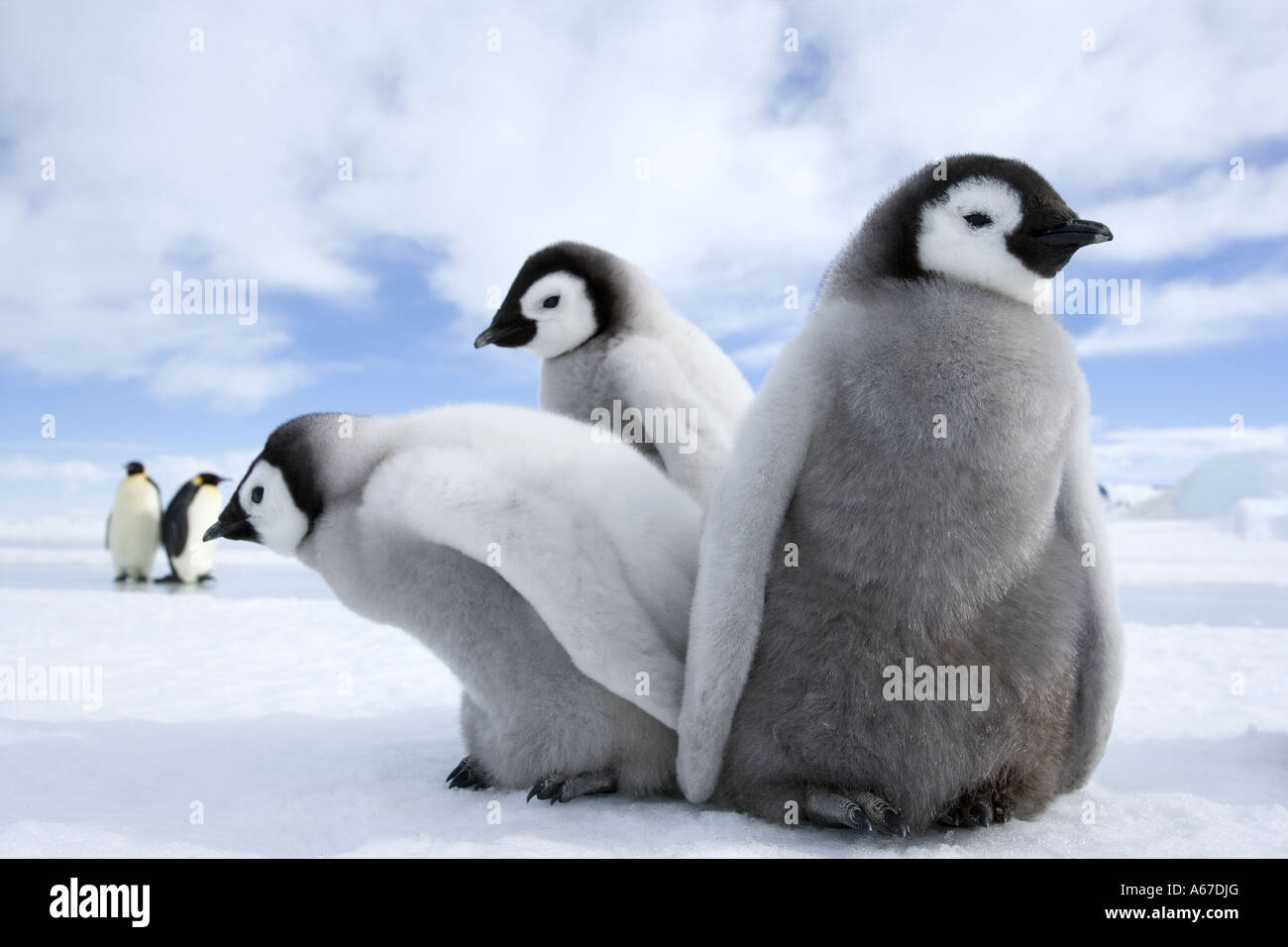 emperor penguin - cubs / Aptenodytes forsteri Stock Photo - Alamy