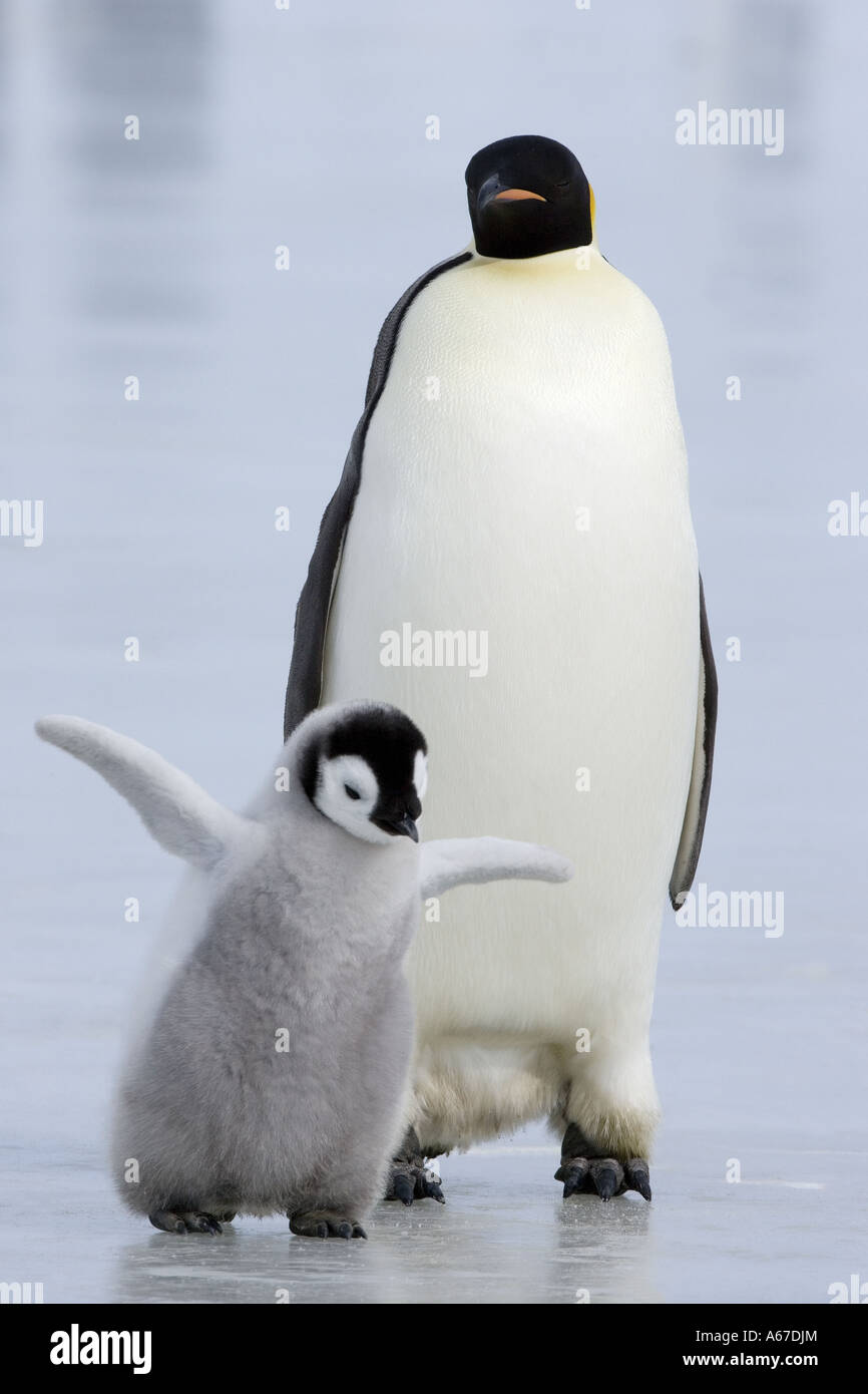 emperor penguin with cub / Aptenodytes forsteri Stock Photo - Alamy