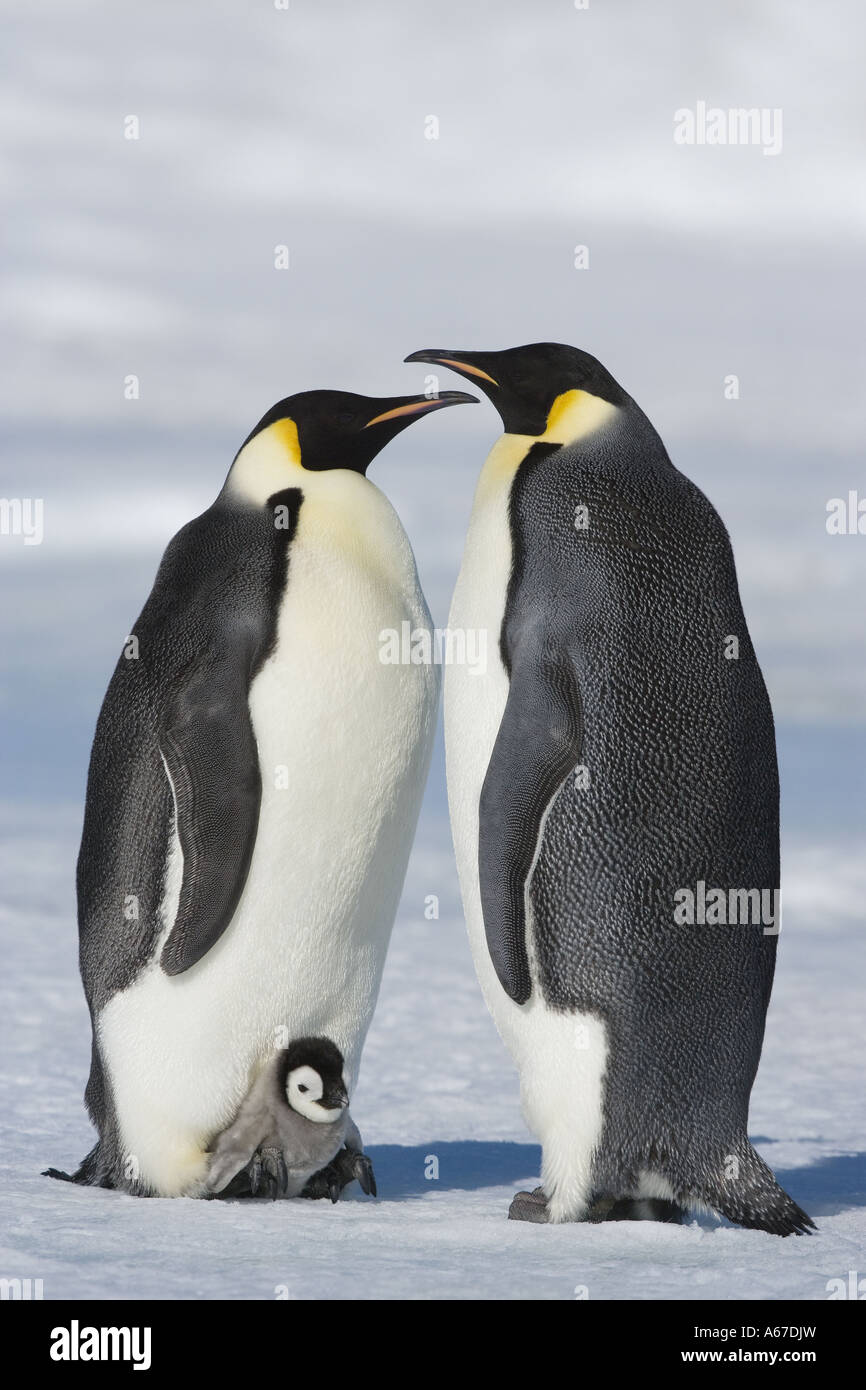 Emperor penguin cub aptenodytes forsteri hi-res stock photography and ...