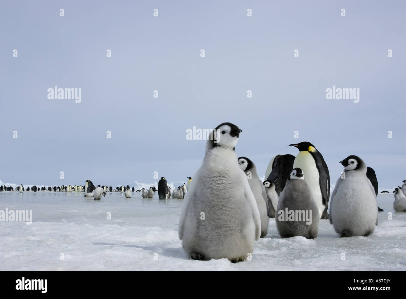 emperor penguin - cubs / Aptenodytes forsteri Stock Photo - Alamy