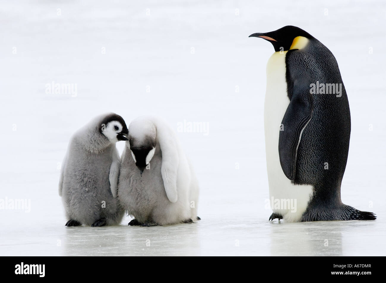 emperor penguin with cubs / Aptenodytes forsteri Stock Photo - Alamy