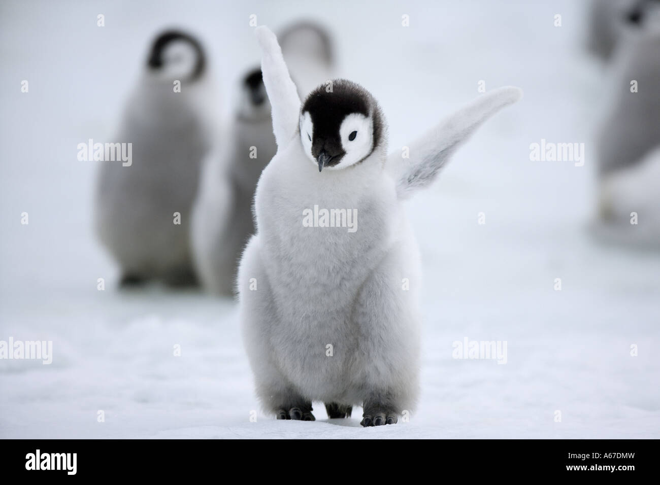 Penguin with cub hi-res stock photography and images - Alamy
