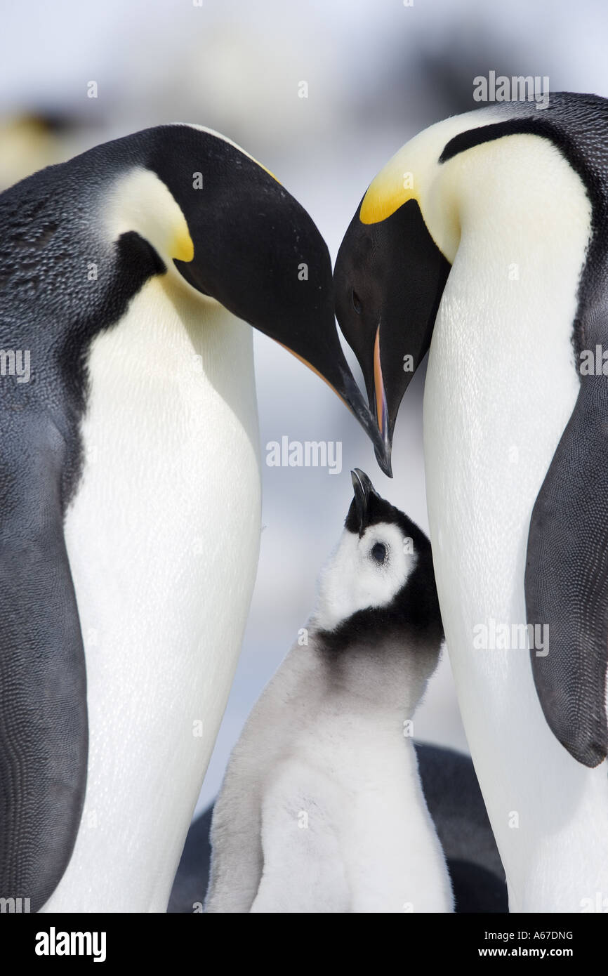 Emperor penguin cub aptenodytes forsteri hi-res stock photography and ...