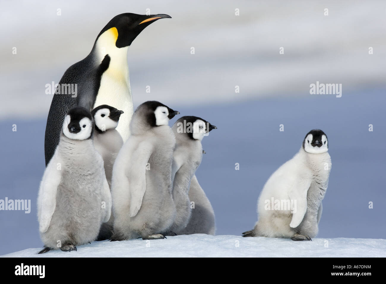 Emperor penguin cubs hi-res stock photography and images - Alamy
