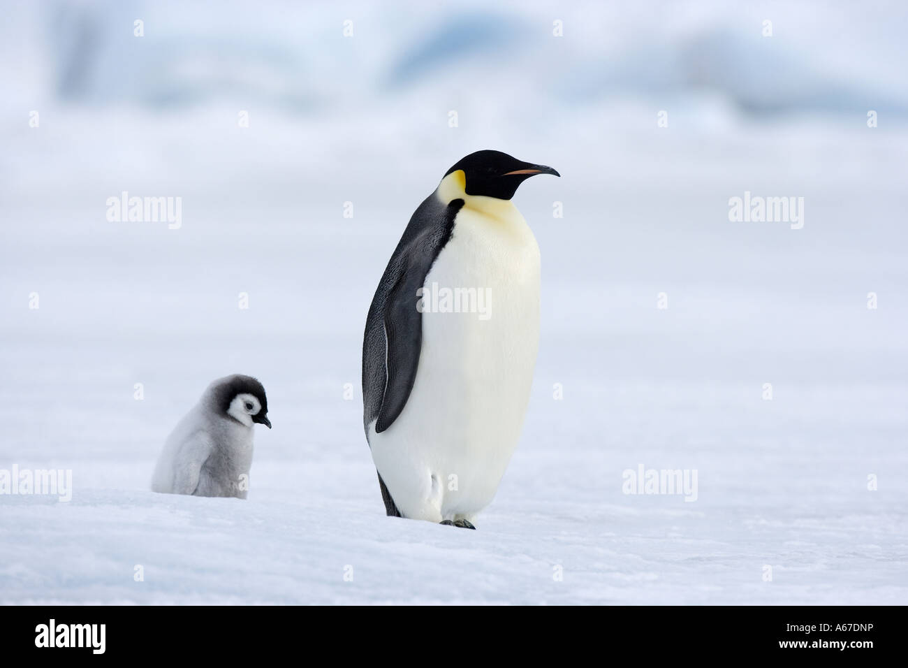 emperor penguin with cub / Aptenodytes forsteri Stock Photo - Alamy