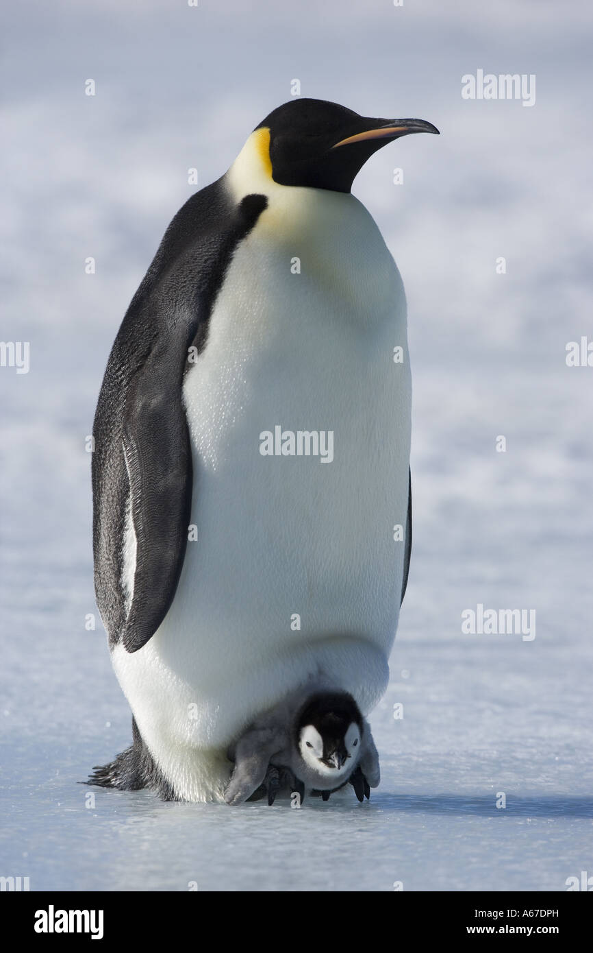 emperor penguin with cub / Aptenodytes forsteri Stock Photo - Alamy