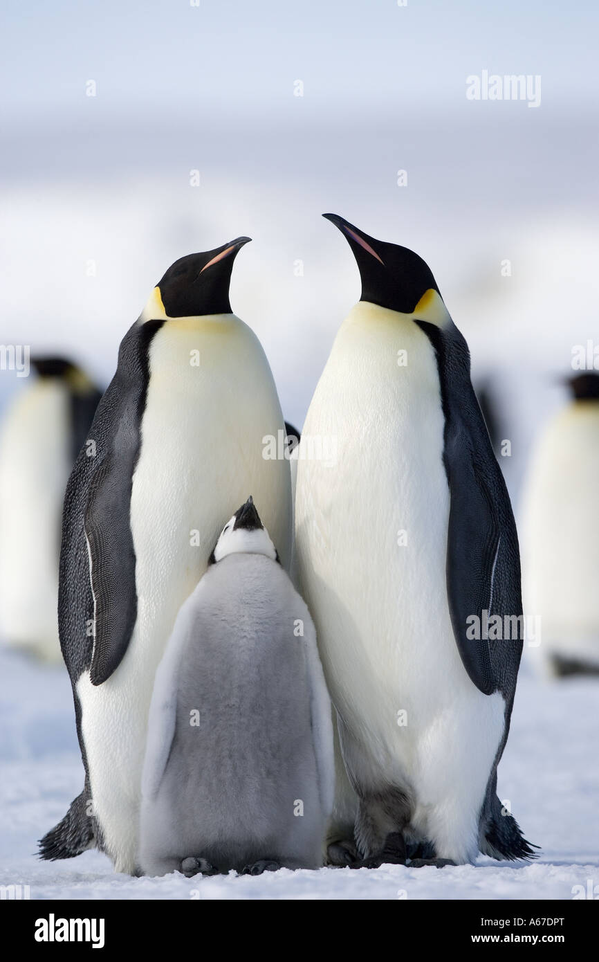Emperor penguins cub hi-res stock photography and images - Alamy