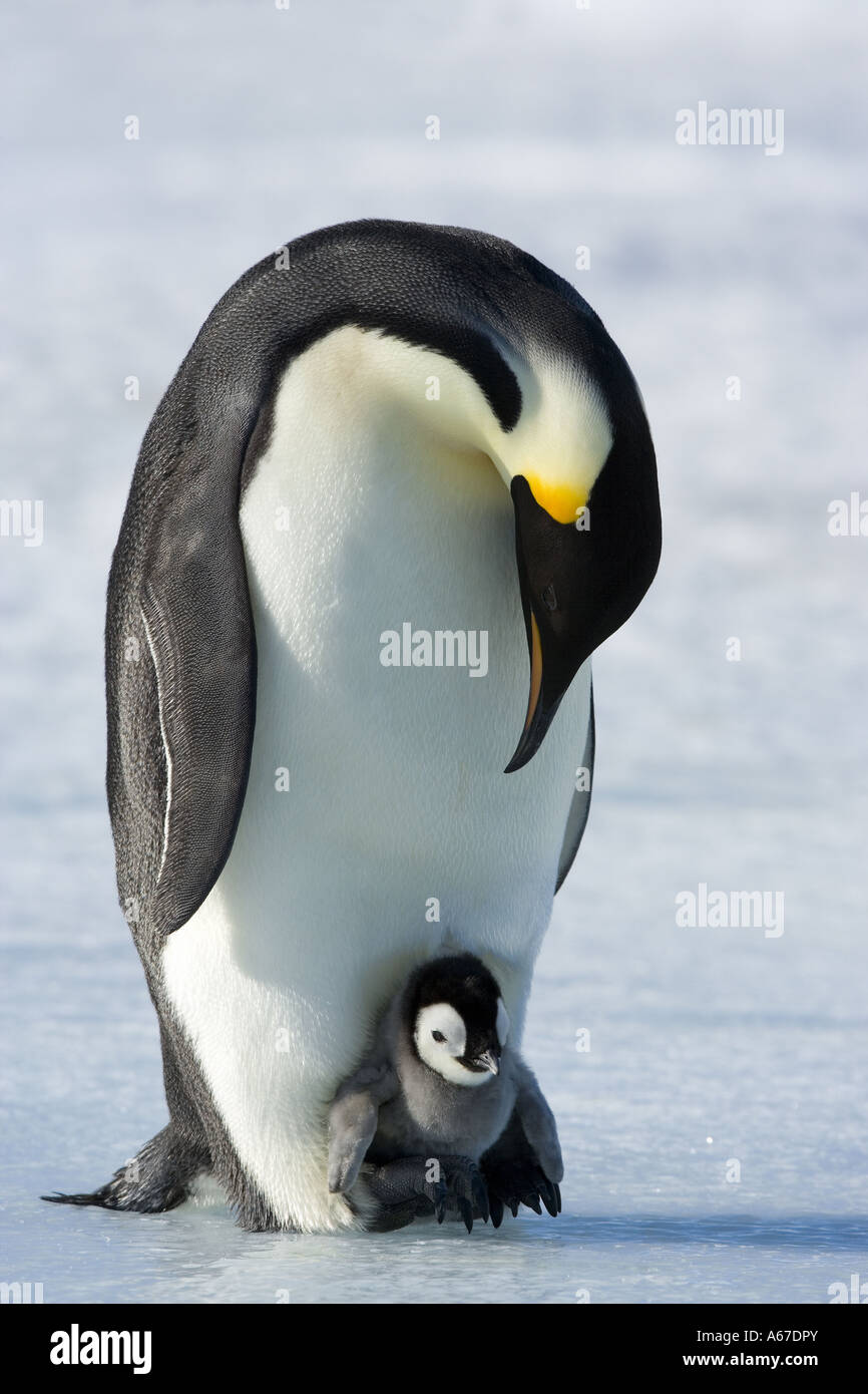 emperor penguin with cub / Aptenodytes forsteri Stock Photo - Alamy
