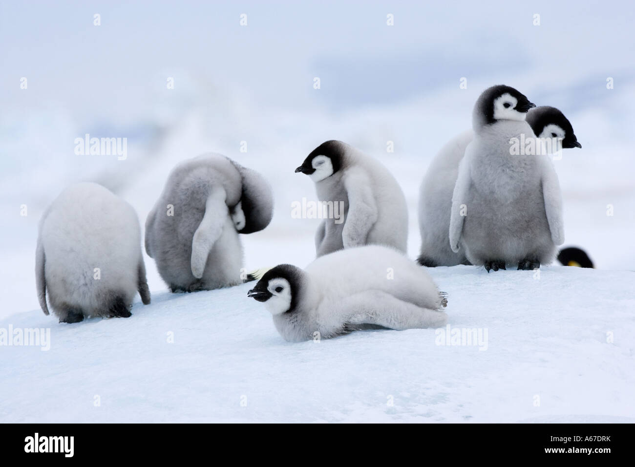 Penguin Cubs