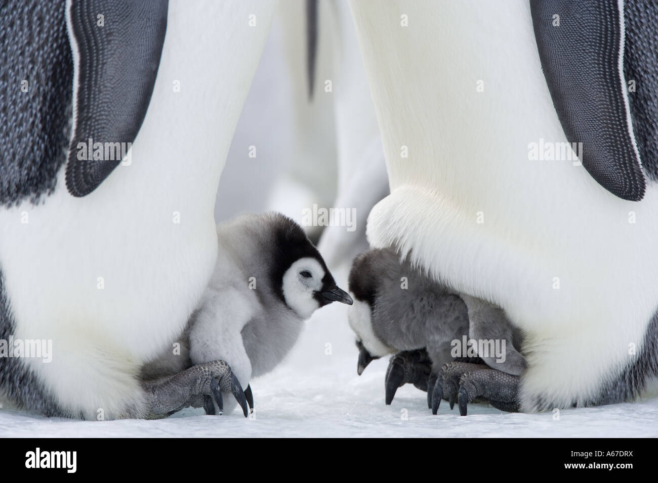 Emperor penguin cubs hi-res stock photography and images - Alamy