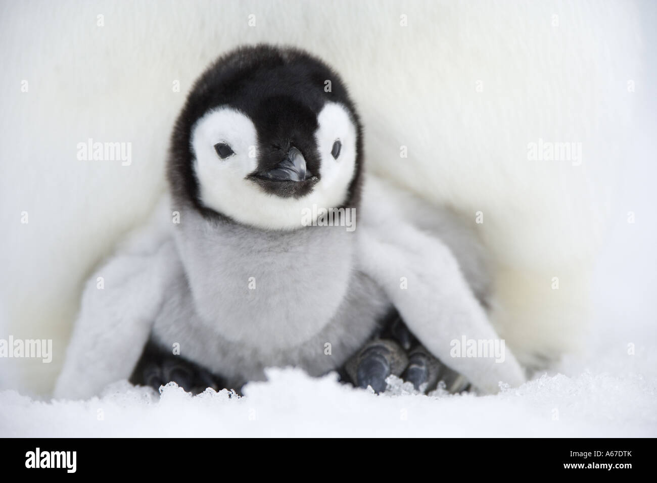 emperor penguin - cub / Aptenodytes forsteri Stock Photo - Alamy