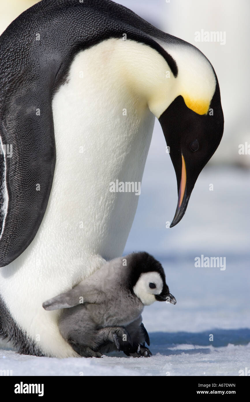 emperor penguin with cub / Aptenodytes forsteri Stock Photo - Alamy