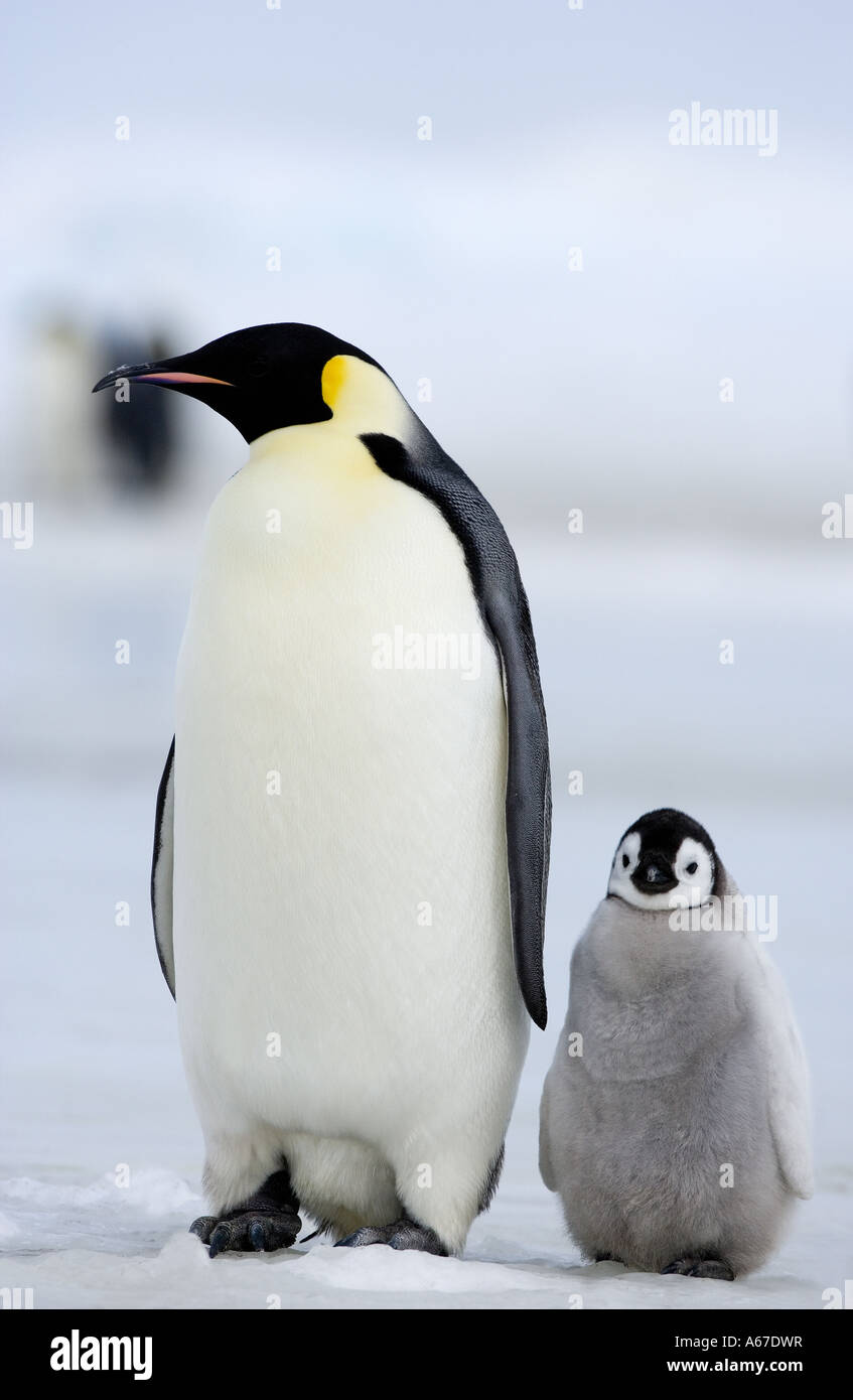 Emperor penguins cub hi-res stock photography and images - Alamy