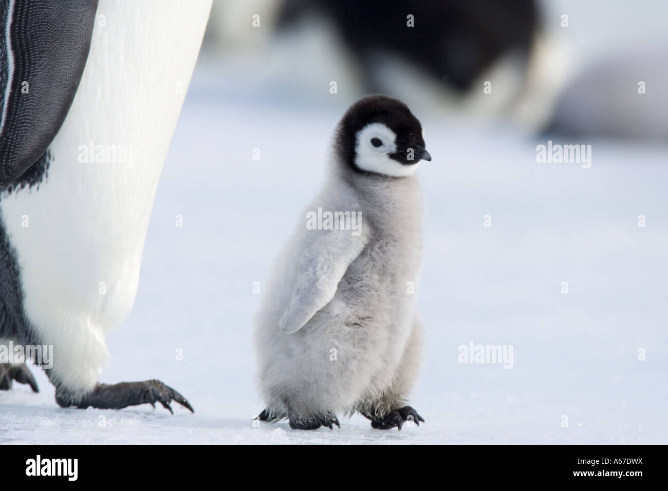 Penguin with cub hi-res stock photography and images - Alamy