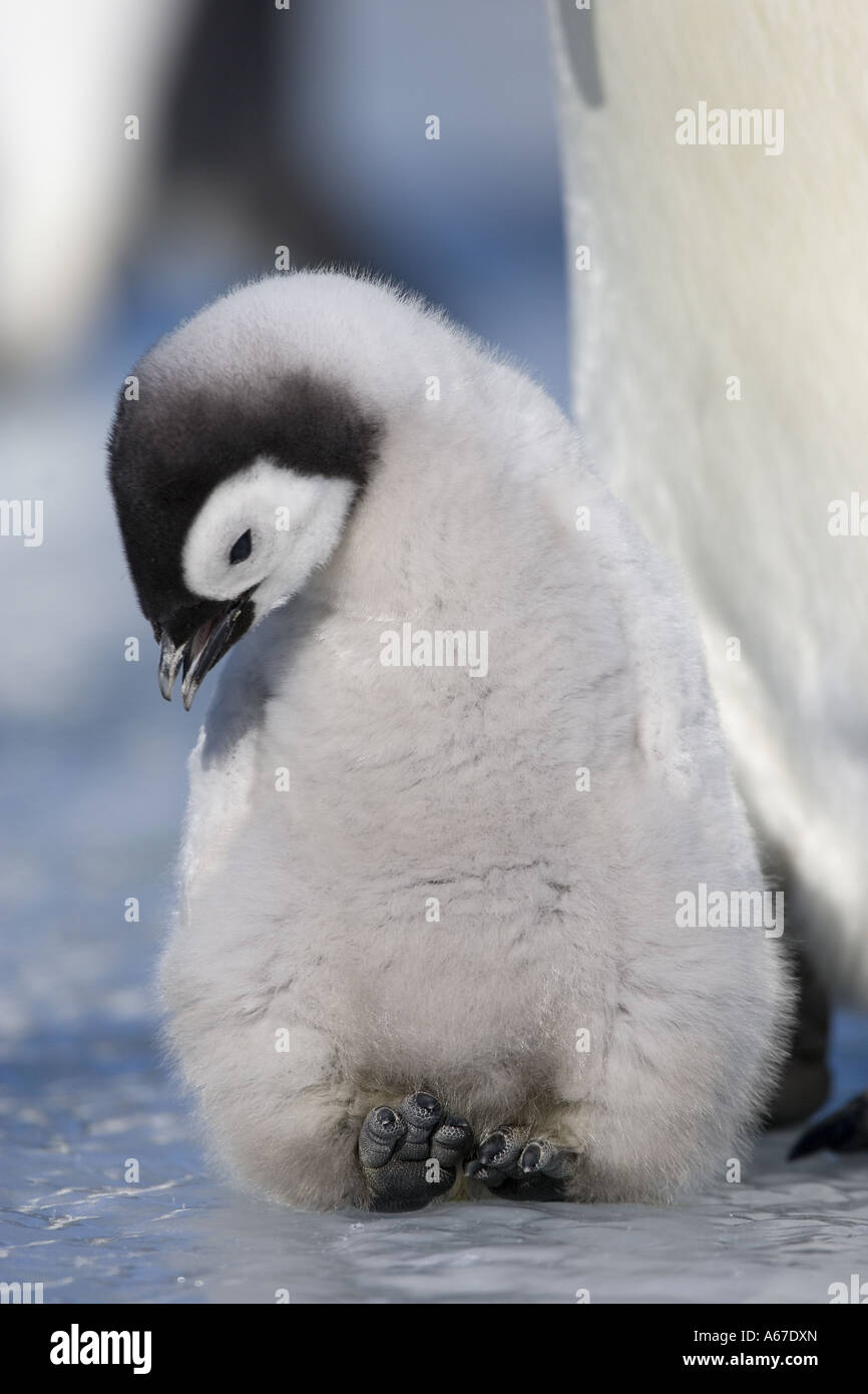 emperor penguin - cub / Aptenodytes forsteri Stock Photo - Alamy