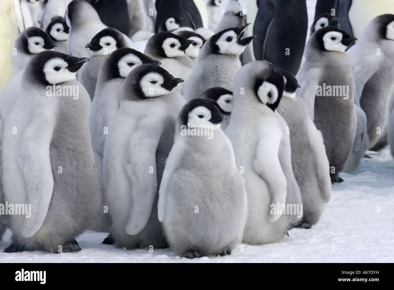 Emperor penguin cubs hi-res stock photography and images - Alamy