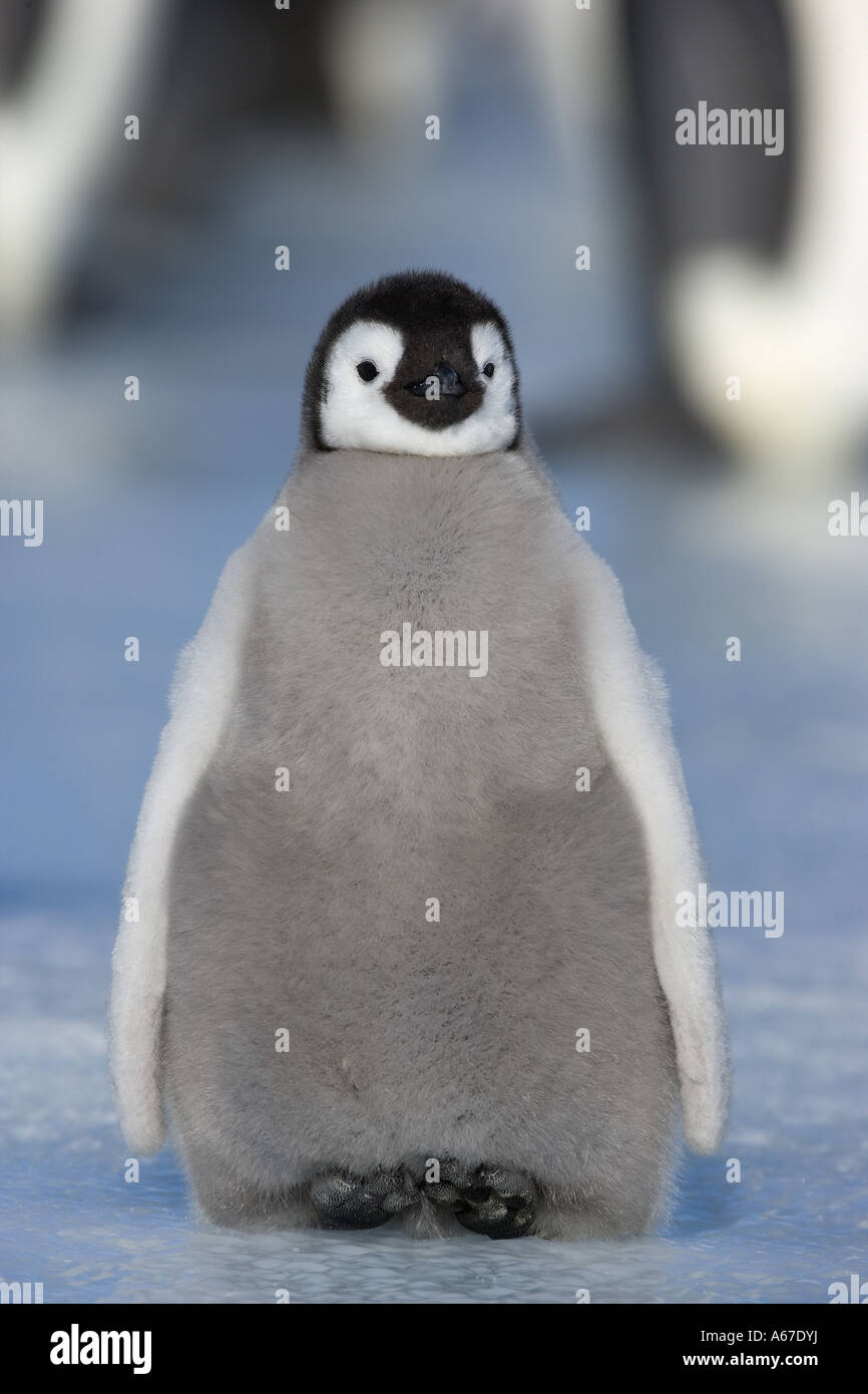 emperor penguin - cub / Aptenodytes forsteri Stock Photo - Alamy