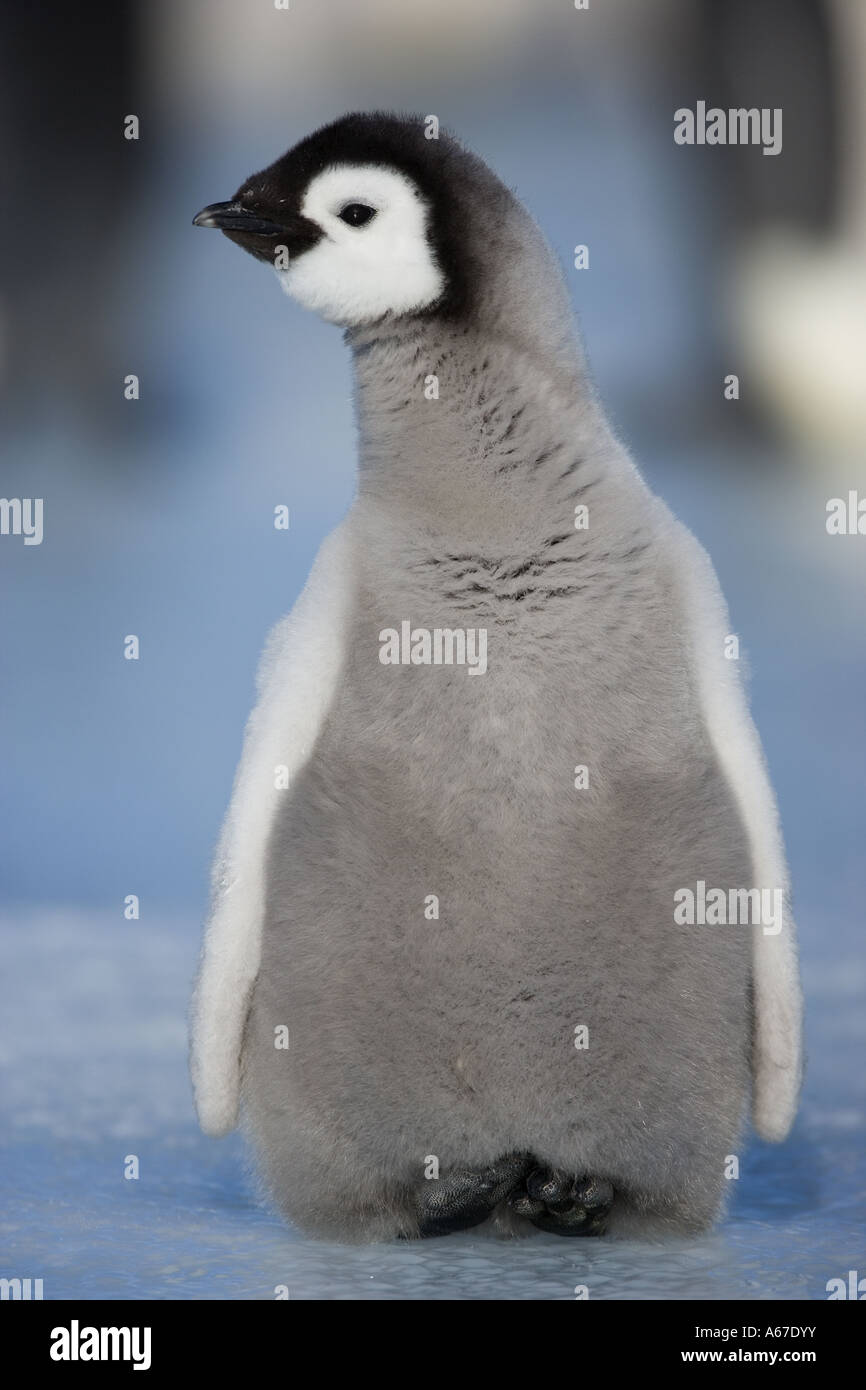 emperor penguin - cub / Aptenodytes forsteri Stock Photo - Alamy