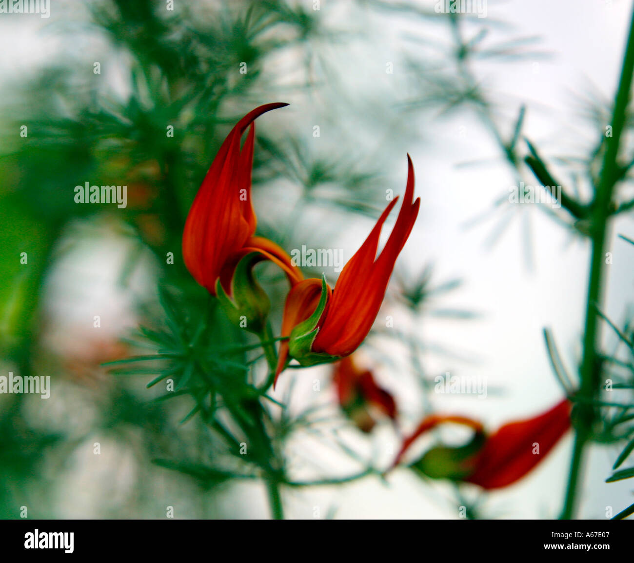 Kakabeak hi-res stock photography and images - Alamy