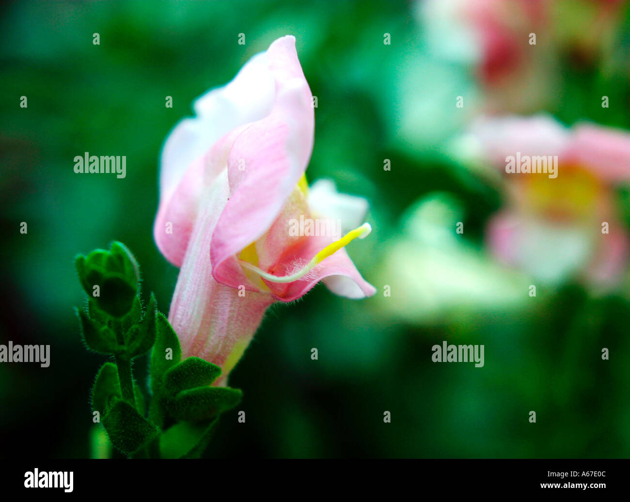 A single pink snapdragon flower Stock Photo - Alamy