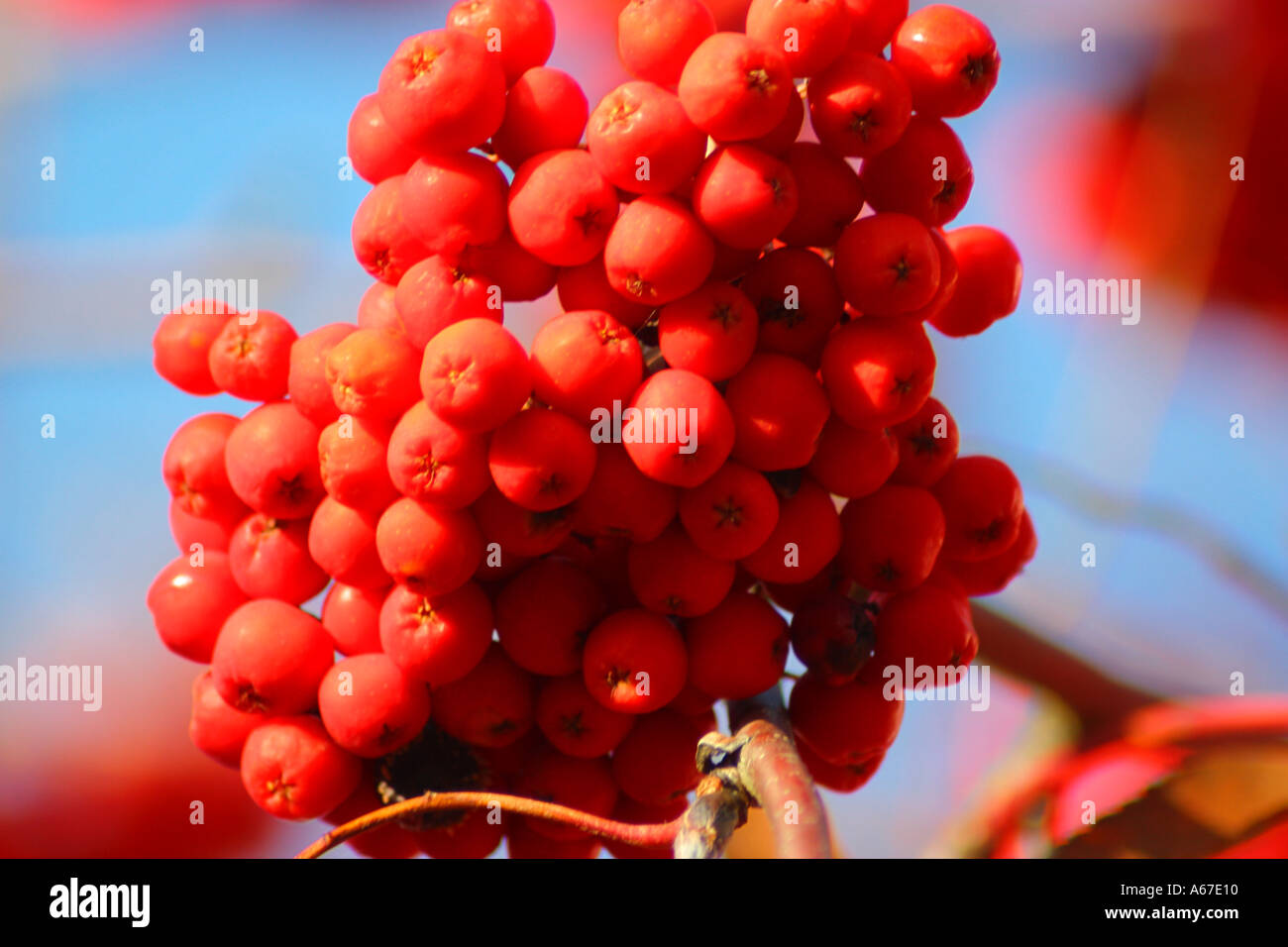 Rowan tree berries (Sorbus Aucuparia Stock Photo - Alamy