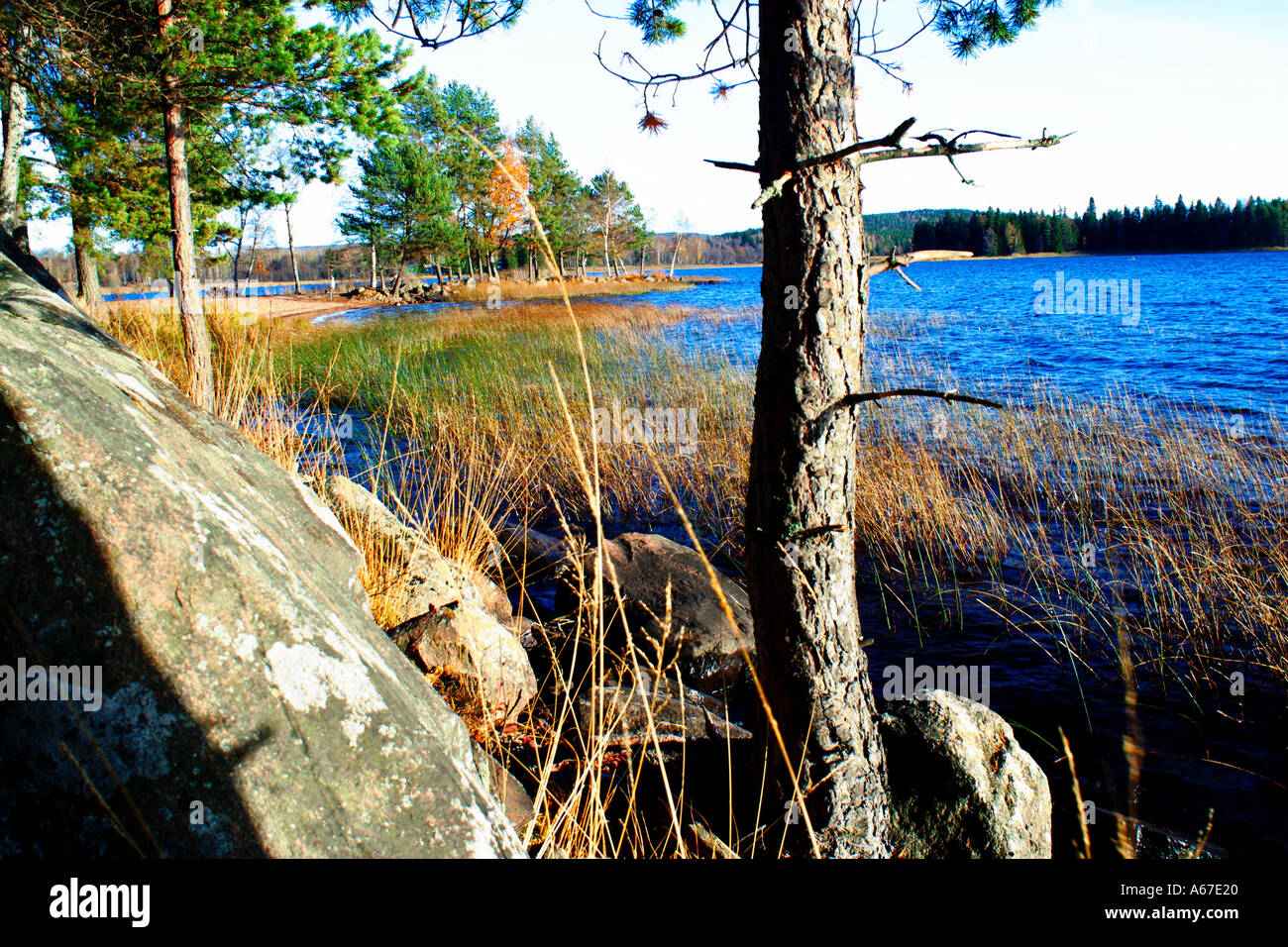 Pine tree and rocks by a lake, Sweden Stock Photo - Alamy