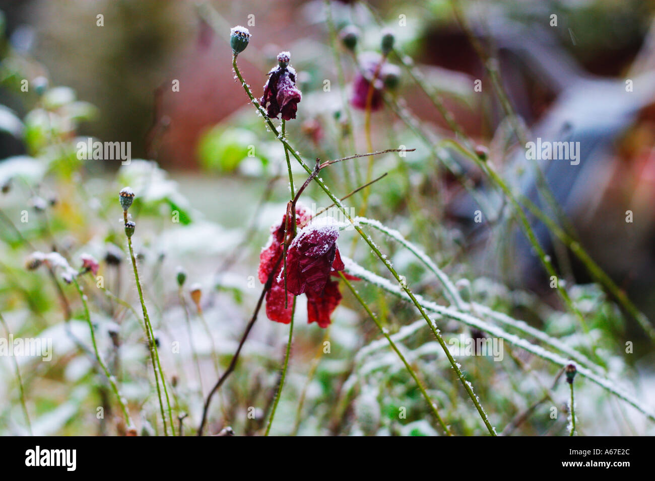 Common poppy flower covered in winter frost Stock Photo - Alamy