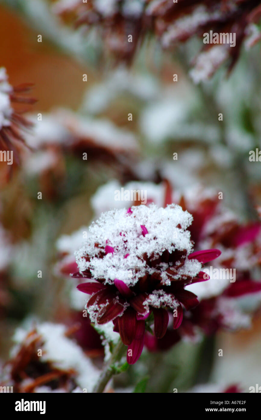 Frost aster hi-res stock photography and images - Alamy