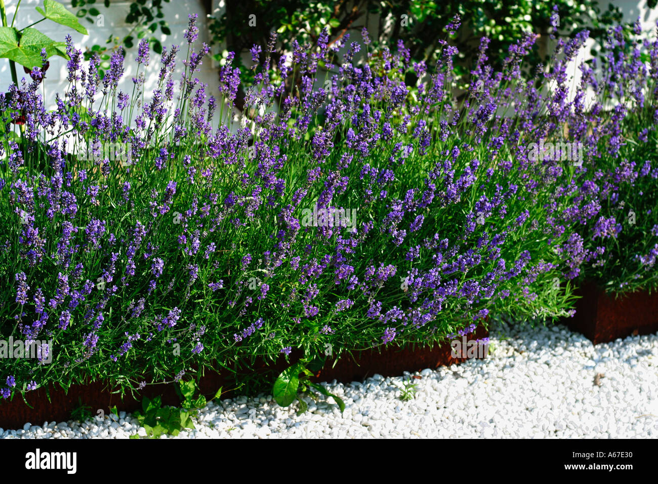 Row of lavender in garden boxes Stock Photo - Alamy