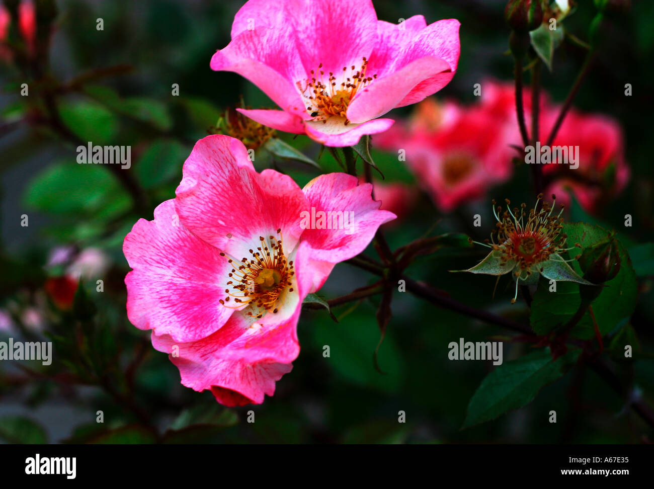 Pink dog roses (Rosa canina Stock Photo - Alamy