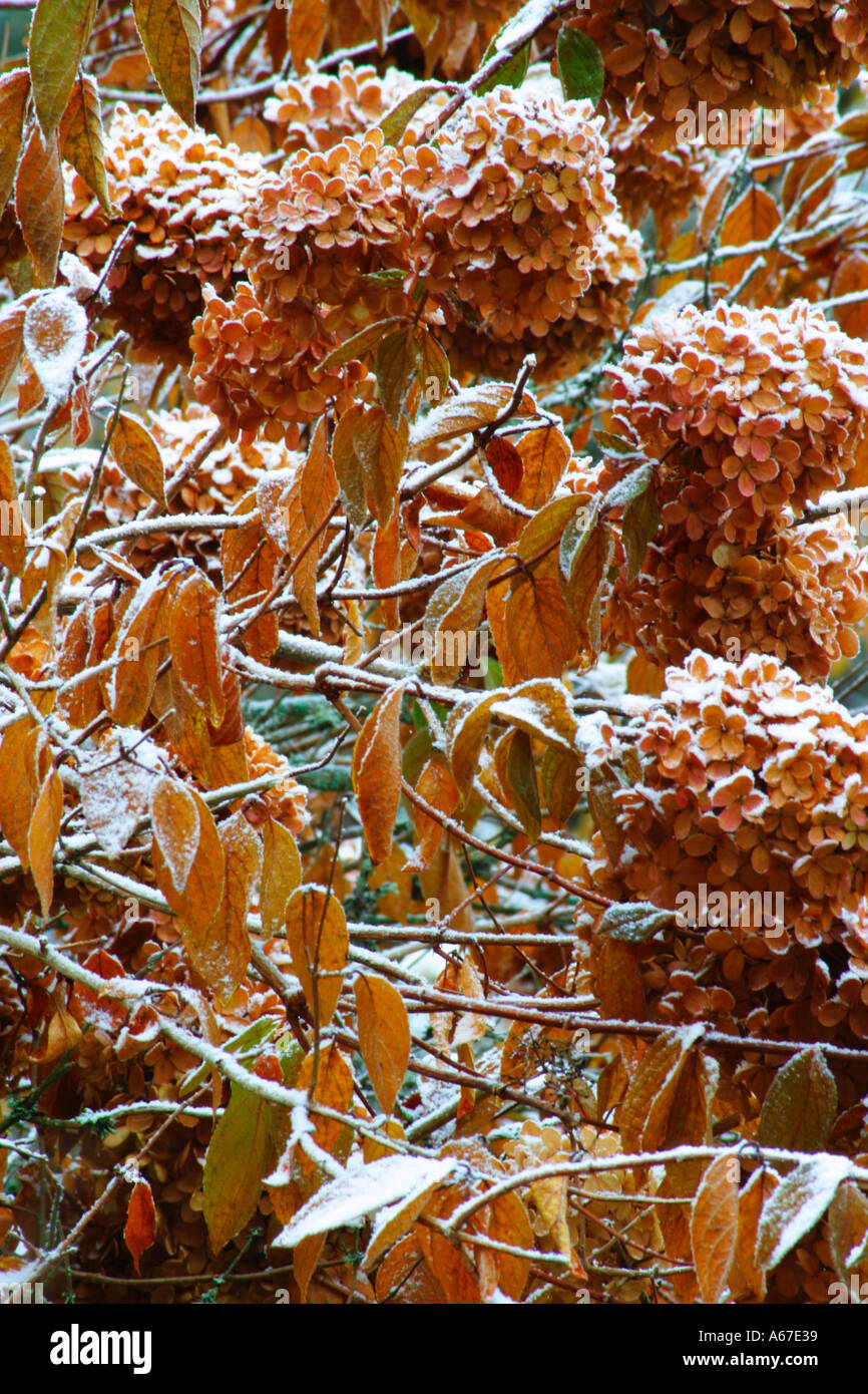 Hydrangea Paniculata Grandiflora with snow Stock Photo - Alamy