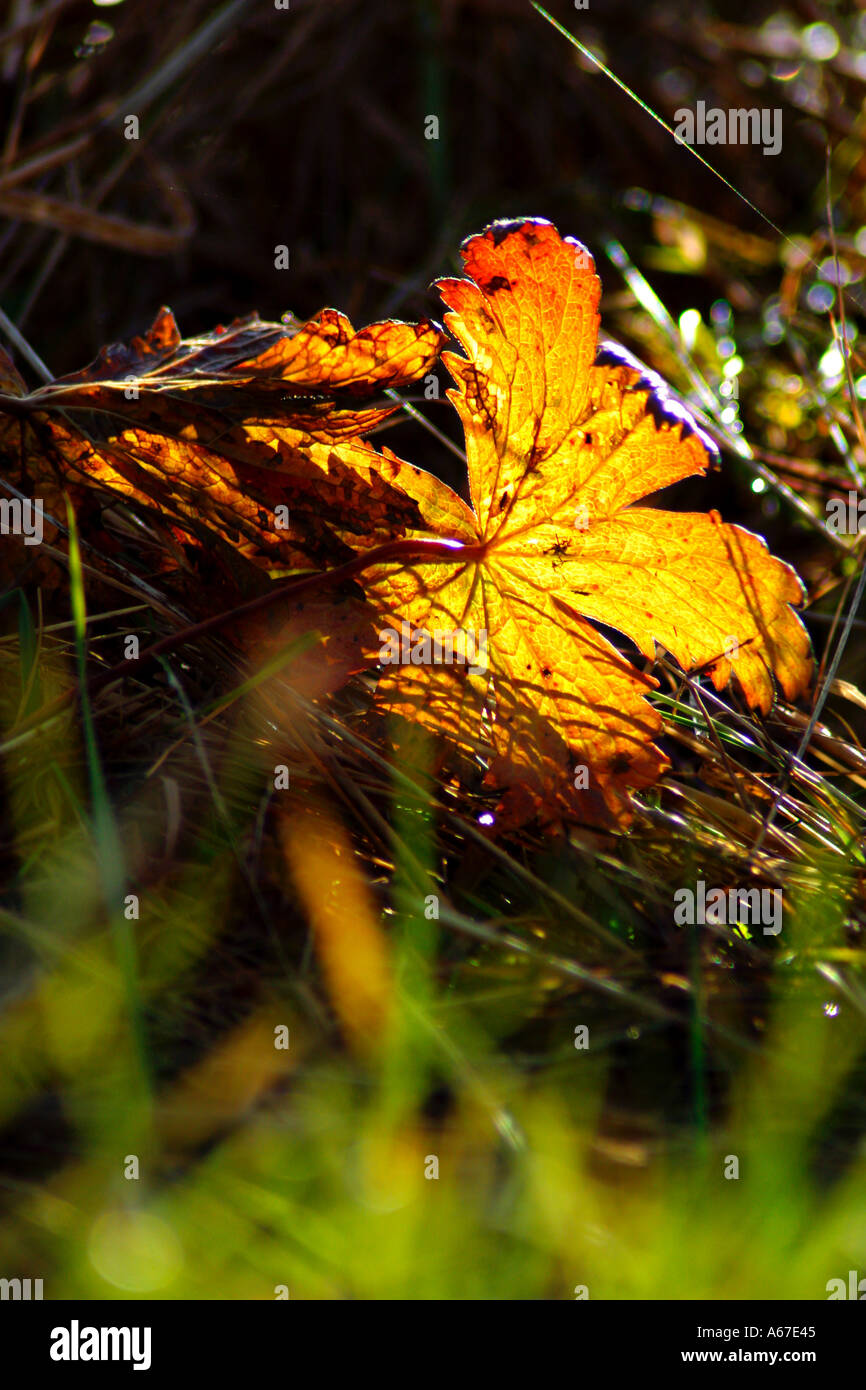 Geranium Leaves In Autumn High Resolution Stock Photography and Images ...