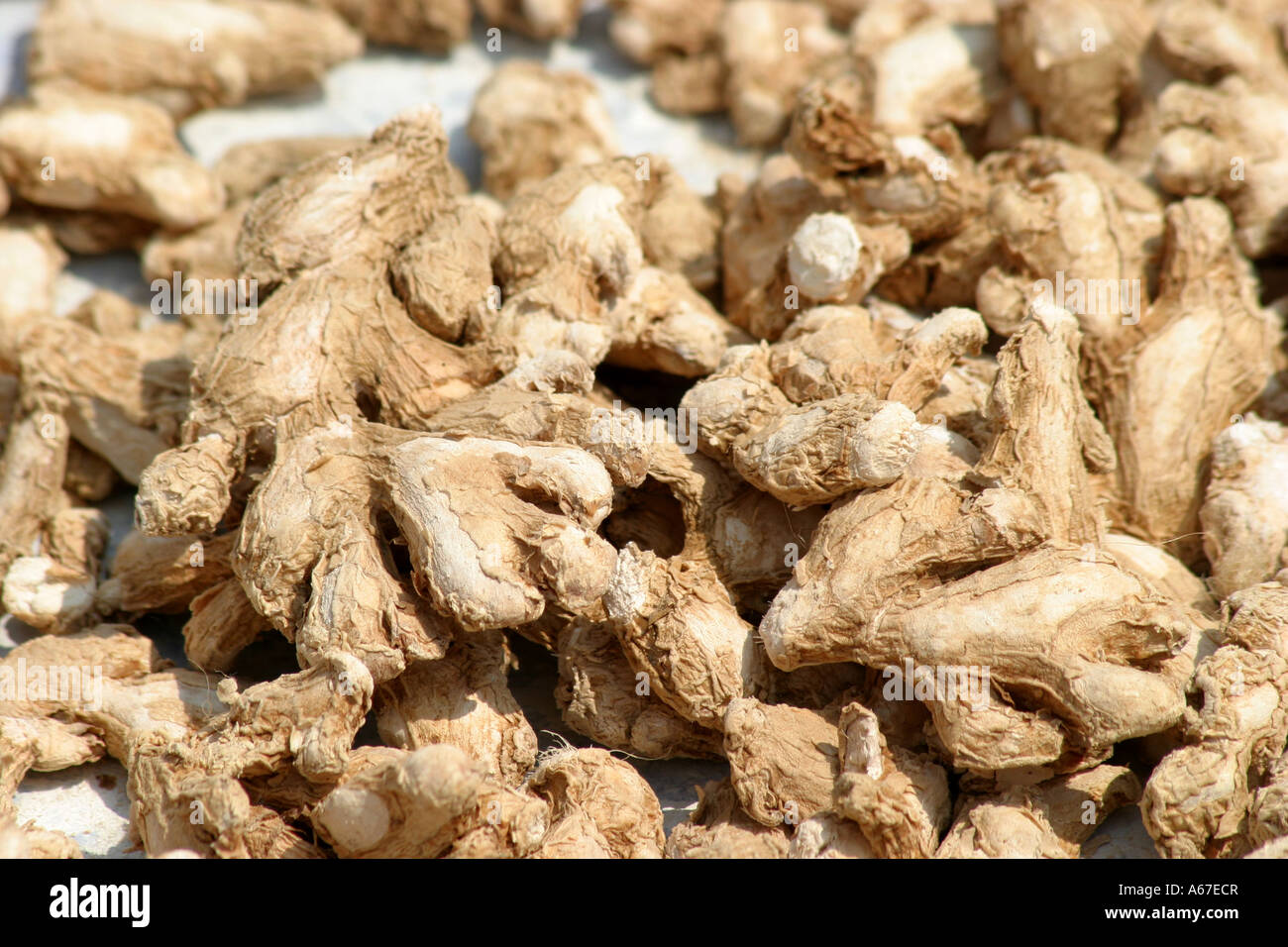 Ginger in the local spice market,Jewtown,Fort Kochi,Cochin,Kerala,India ...